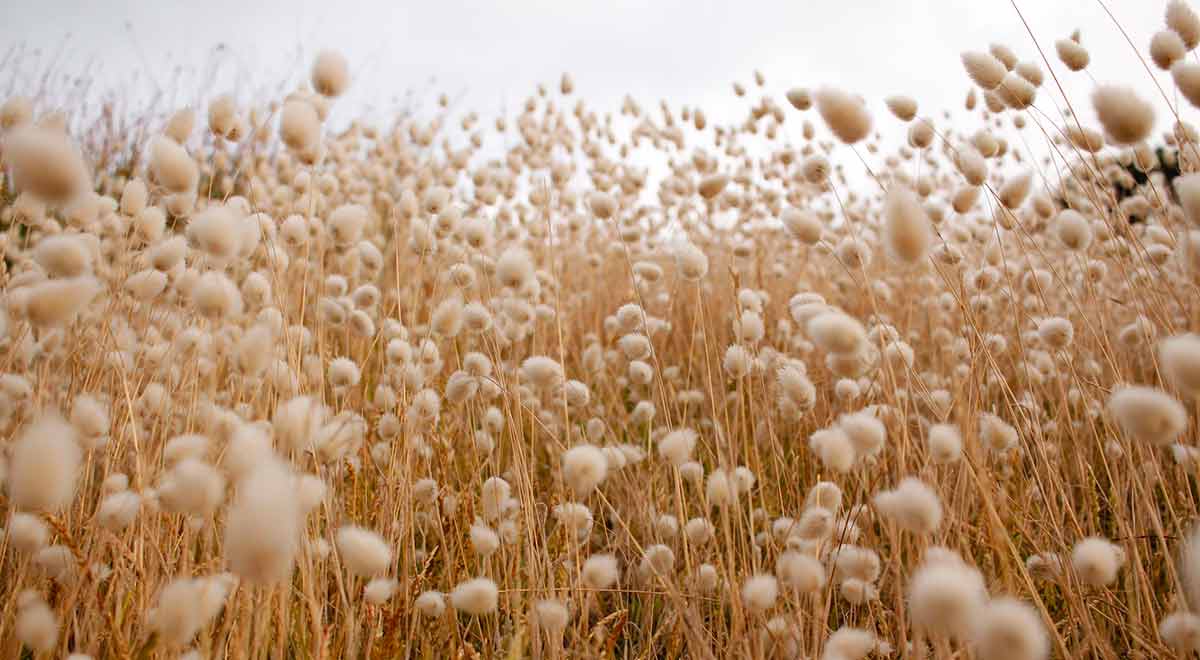 Il cotone biologico è più sostenibile di quello standard?